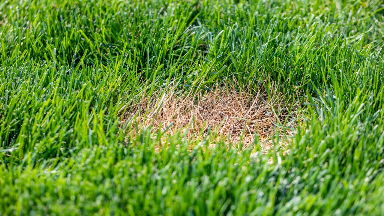 Tipps zur Rasenpflege: Flecken effektiv behandeln und vermeiden